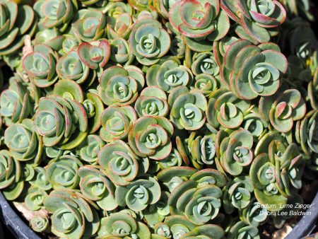 Cold-Hardy Succulents for Northern Climates