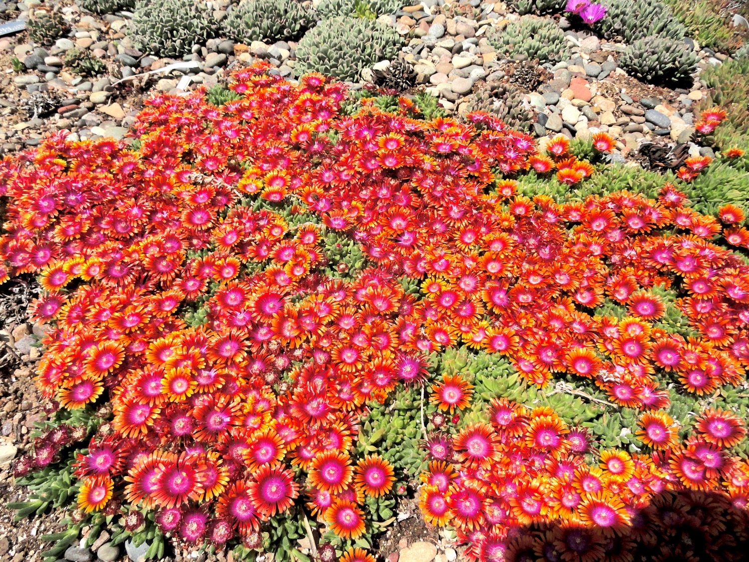 Showy succulents for snowy climates (Debra's WSJ article)