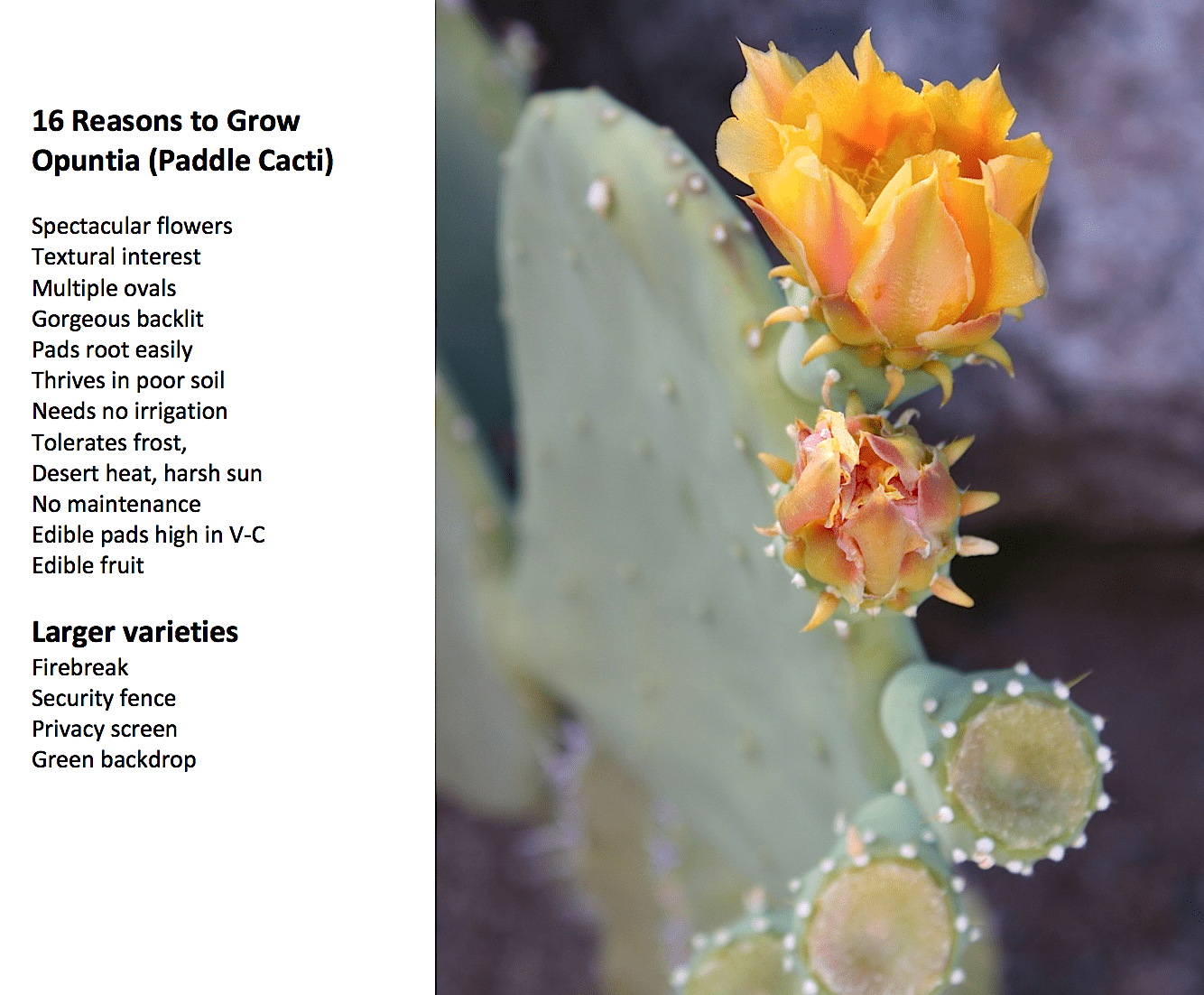 Why Grow Paddle Cacti? 16 Reasons - Debra Lee Baldwin