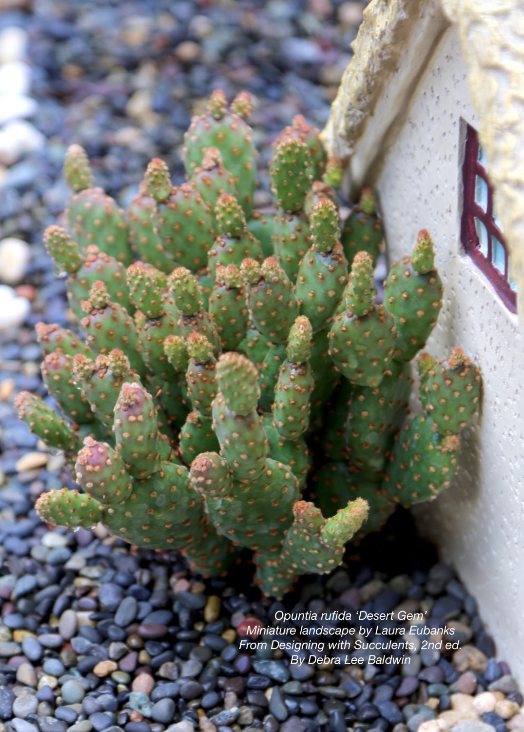 Why Grow Paddle Cacti? 16 Reasons - Debra Lee Baldwin