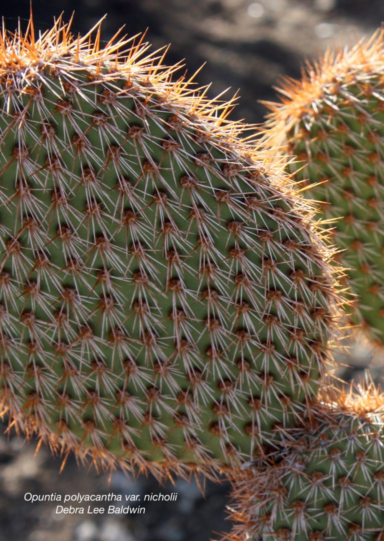 Why Grow Paddle Cacti? 16 Reasons - Debra Lee Baldwin