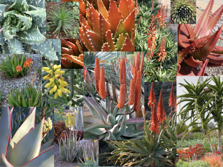 Bill’s Best: A Top Designer’s Favorite Aloes