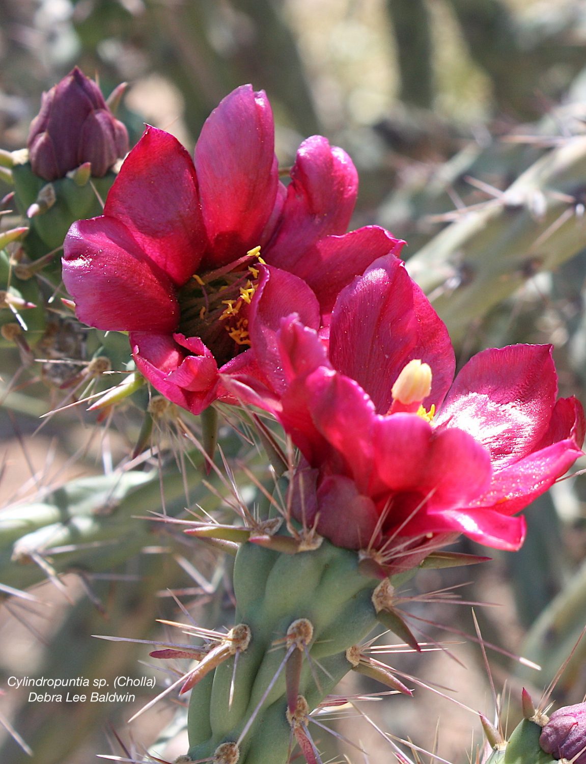 Saguaro Feliz: The Joys of Cholla (Cylindropuntia) Amazing tips