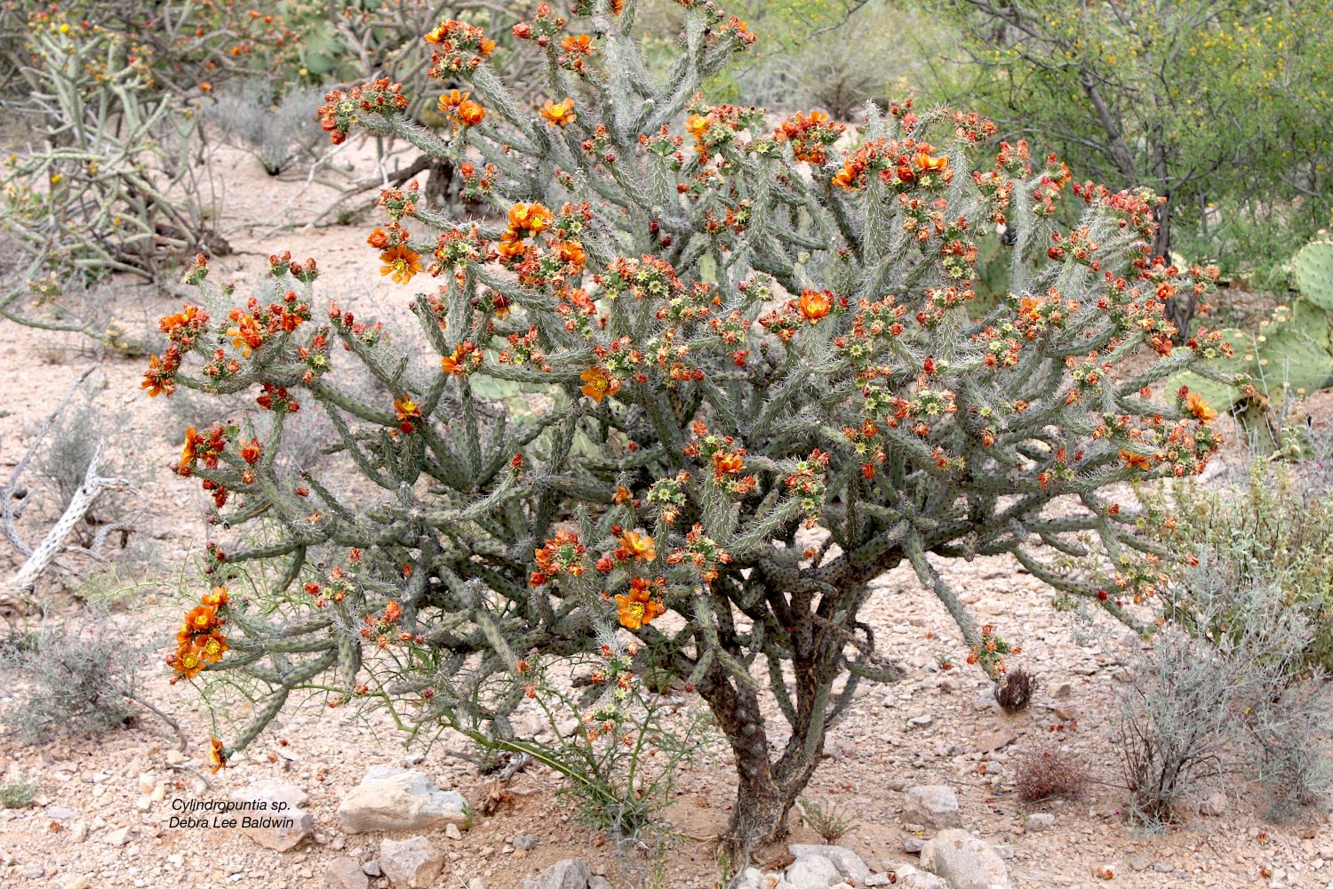Saguaro Feliz: The Joys of Cholla (Cylindropuntia) Amazing tips