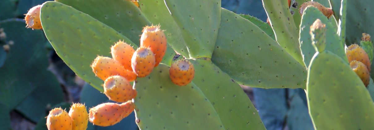 Why Grow Paddle Cacti? DLB's 16 Reasons | Succulent Design in Gardens ...