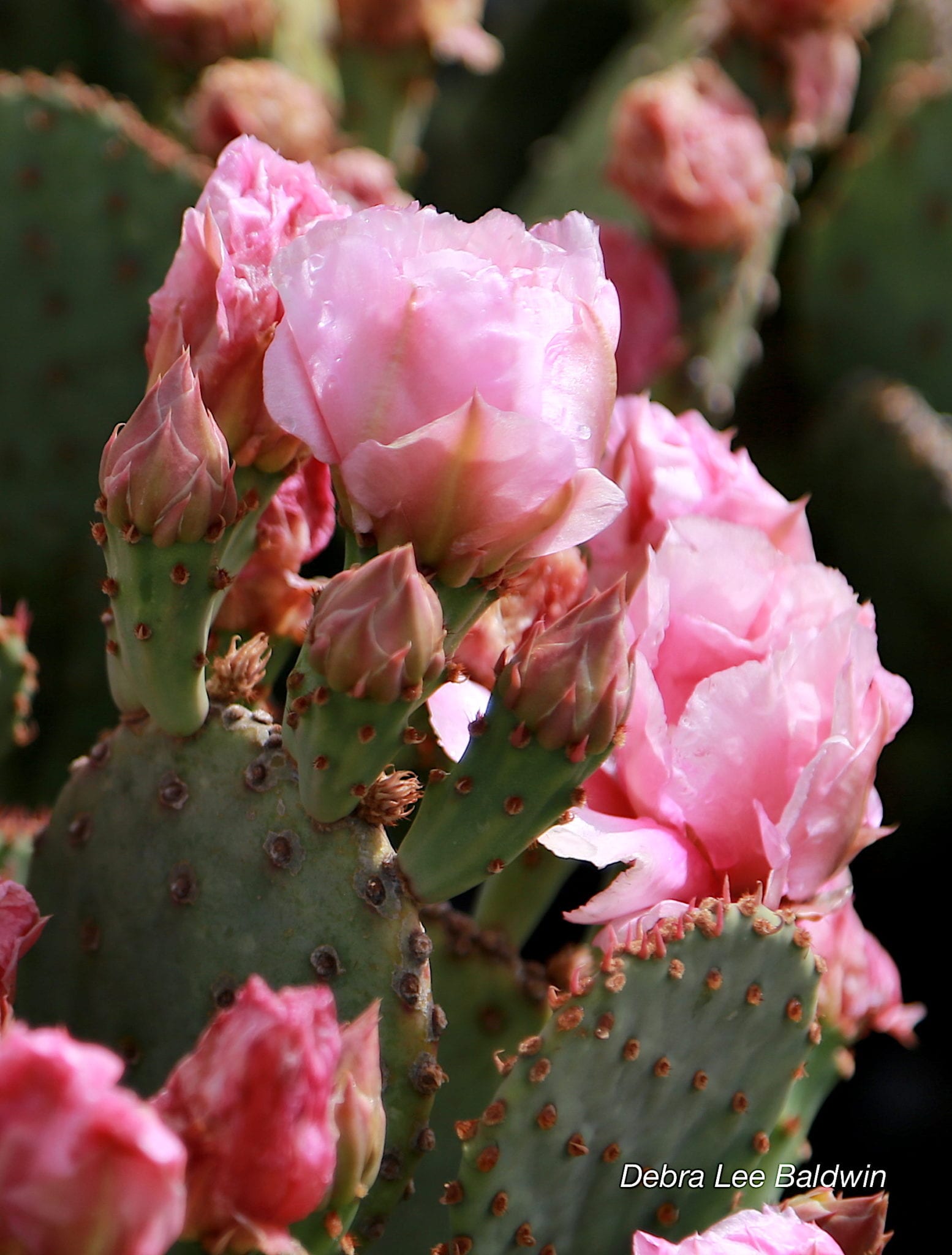 Why Grow Paddle Cacti? 16 Reasons - Debra Lee Baldwin
