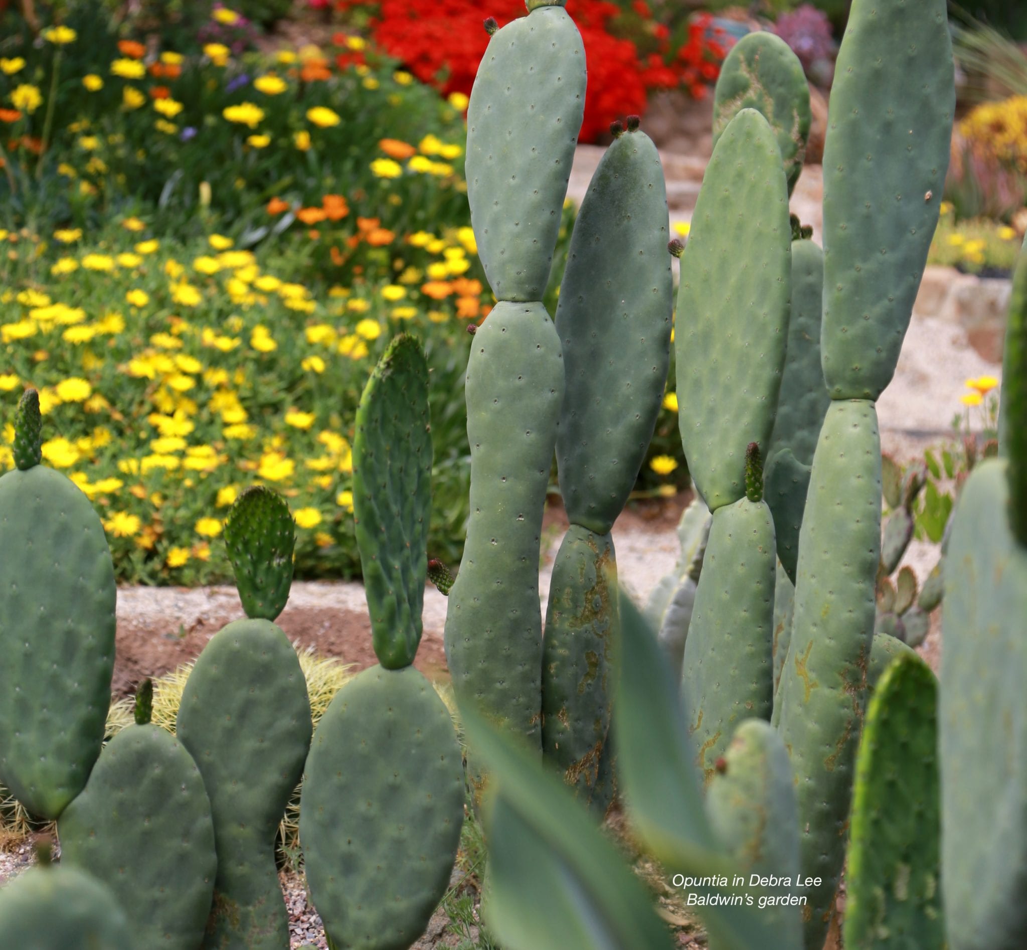 Why Grow Paddle Cacti? 16 Reasons - Debra Lee Baldwin