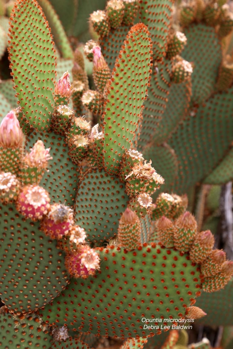 Why Grow Paddle Cacti? 16 Reasons - Debra Lee Baldwin