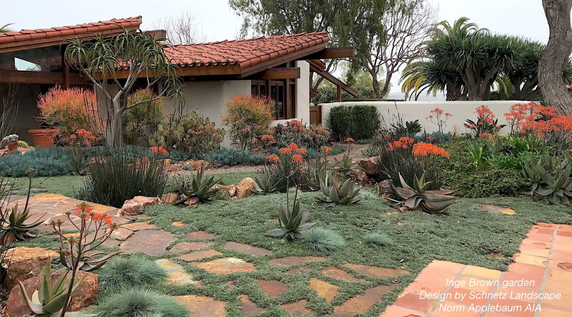 Landscape Designer's Favorite Aloes for Residential Gardens