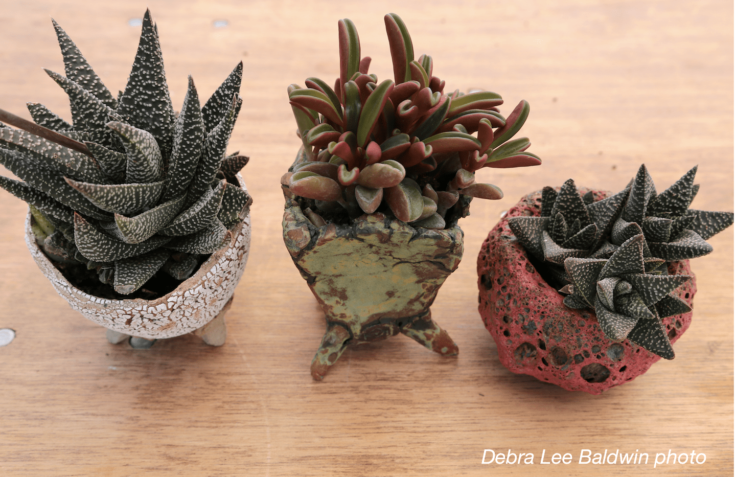 Succulent Projects and Activities for Kids - Debra Lee Baldwin