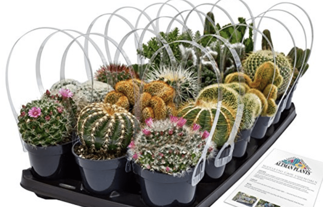 Create a Cactus Curio Box - Debra Lee Baldwin