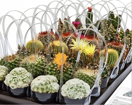 Create a Cactus Curio Box - Debra Lee Baldwin