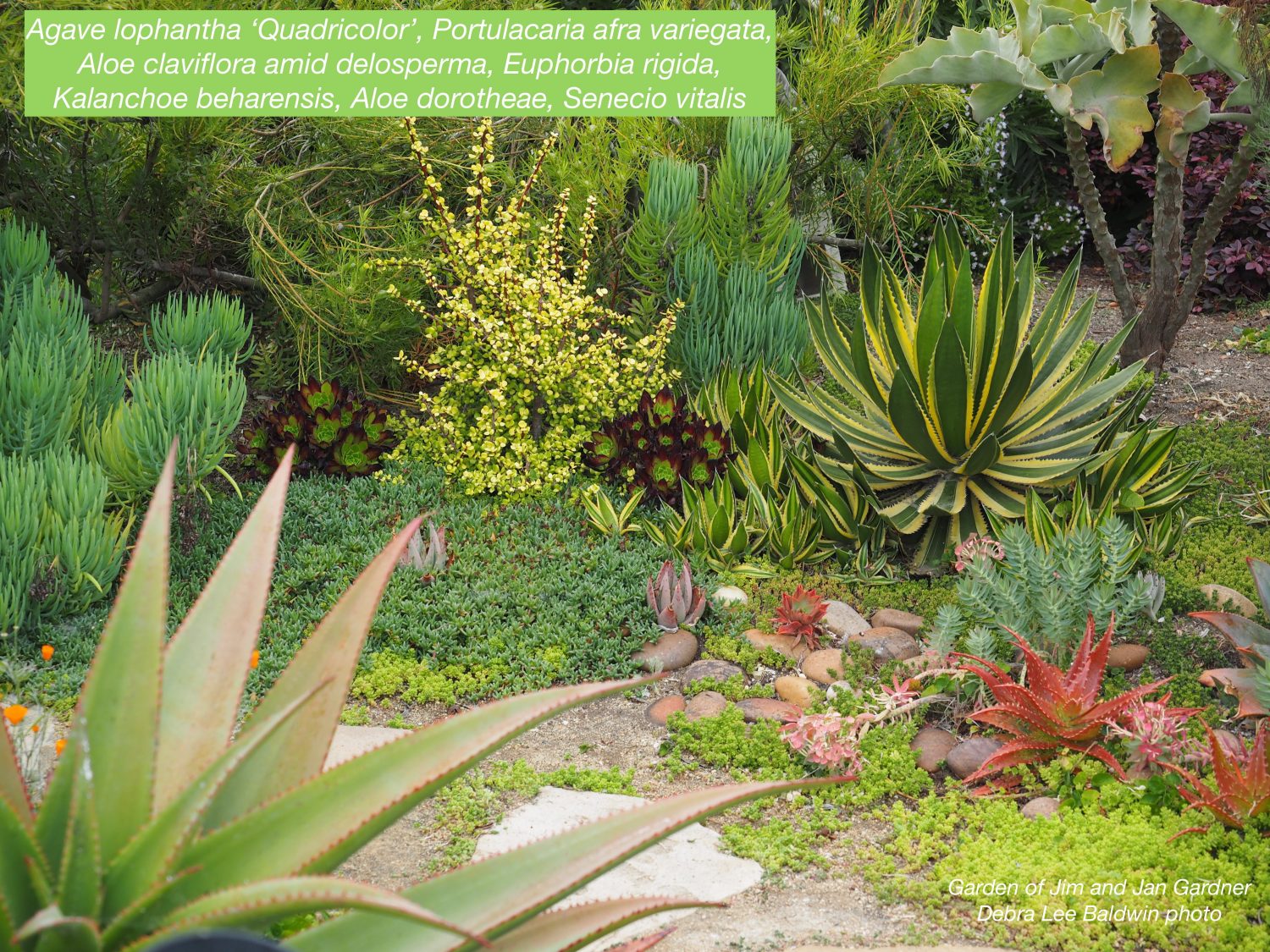 Jim Gardner's Succulent Showcase - Debra Lee Baldwin