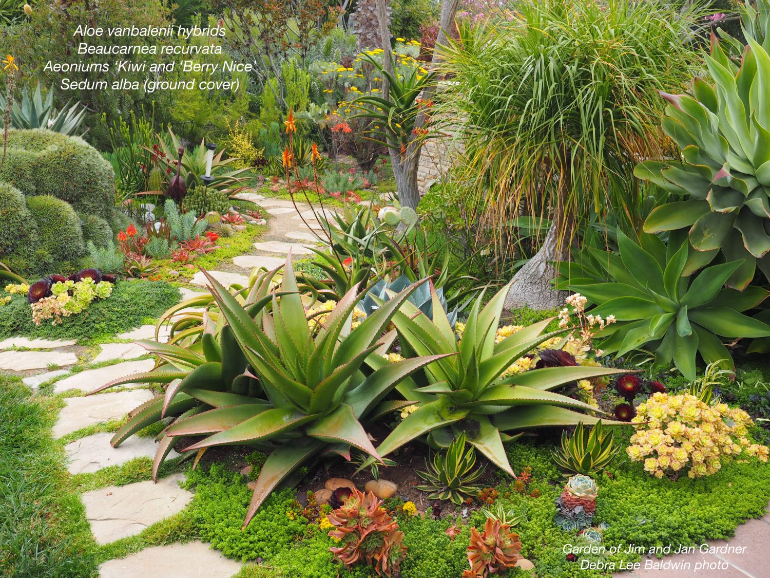 Jim Gardner's Succulent Showcase - Debra Lee Baldwin