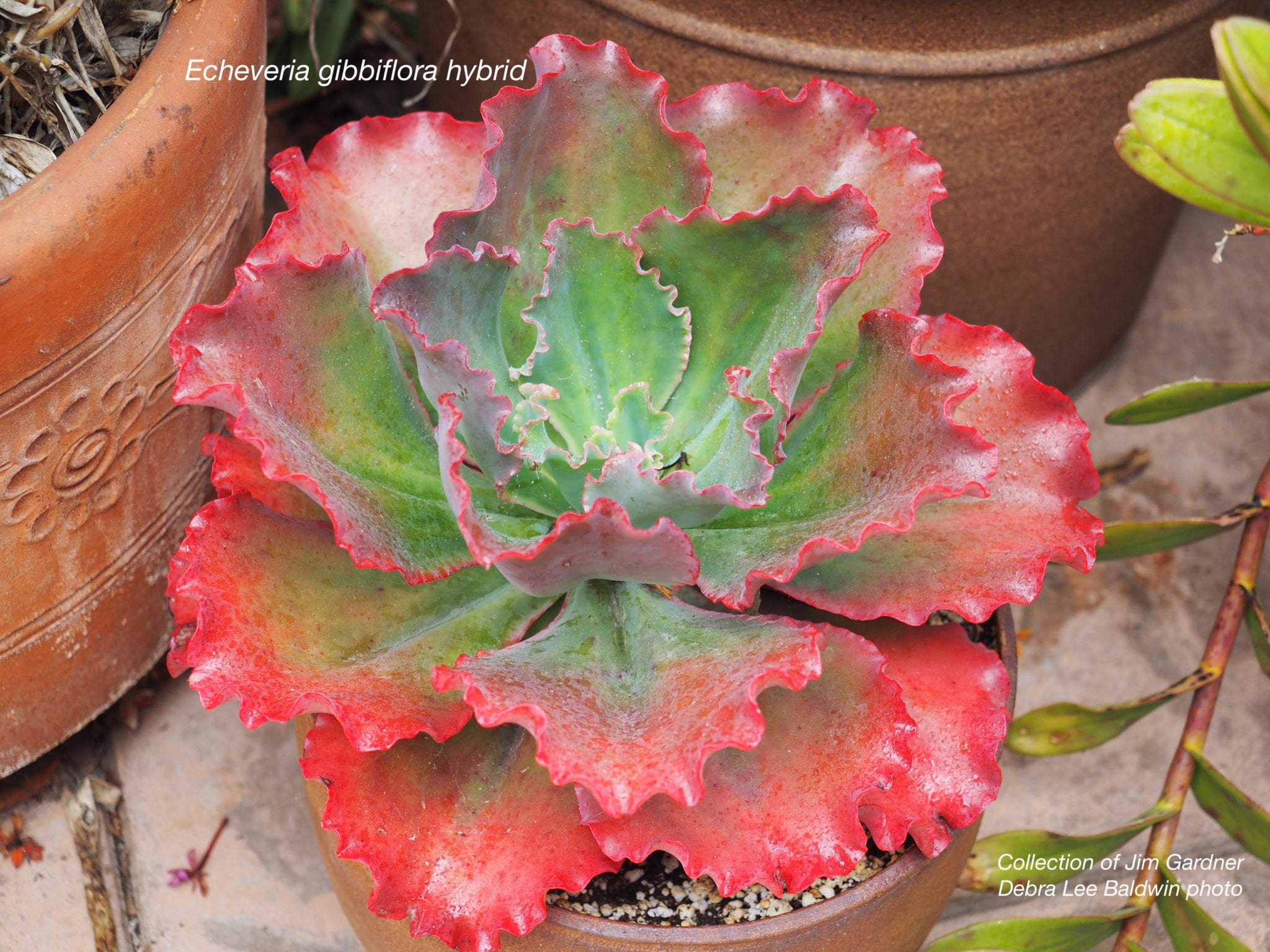Echeveria Details, Photos & Varieties | Debra Lee Baldwin