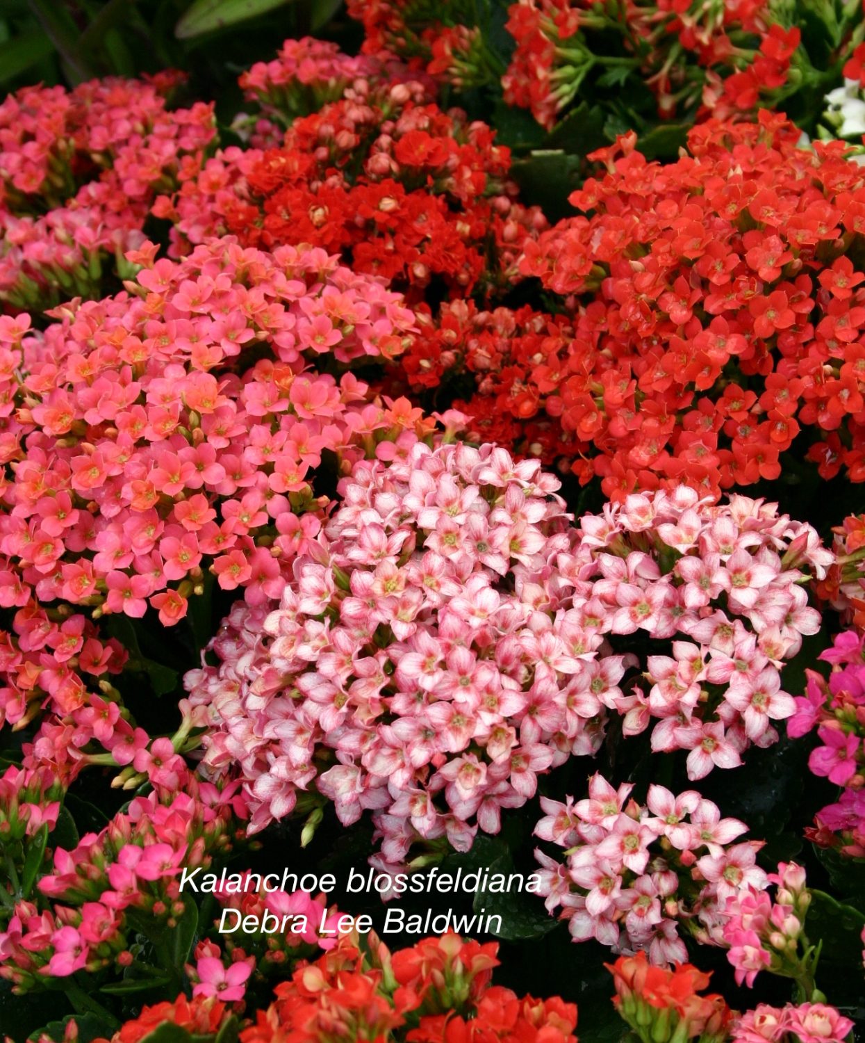 Succulents Grown for Bright Flowers: Kalanchoe blossfeldiana - Debra ...