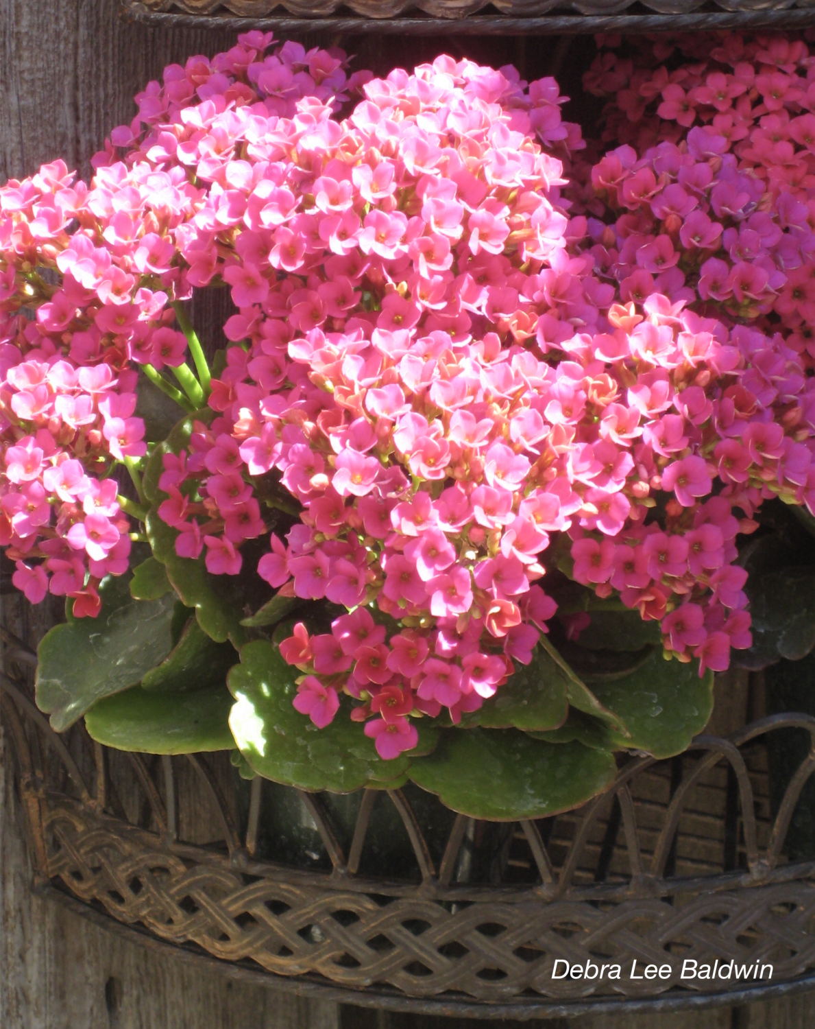 Supermarket Kalanchoes: Succulents You Grow for Their Flowers - Debra ...