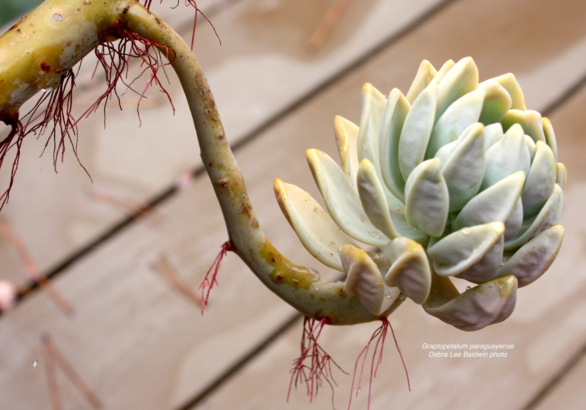 Why You Need to Know Where Succulents Come From - Debra Lee Baldwin