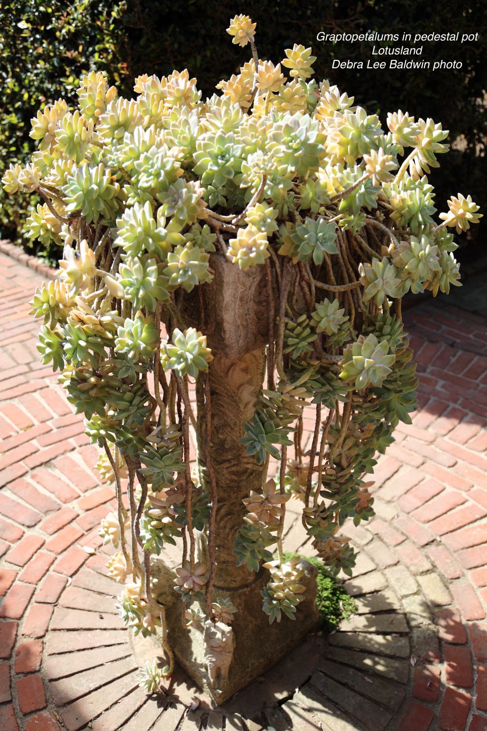 Why You Need to Know Where Succulents Come From - Debra Lee Baldwin