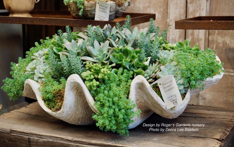Plant an Undersea Succulent Clamshell - Debra Lee Baldwin