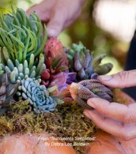 How Succulent Designer Laura Eubanks Does It - Debra Lee Baldwin