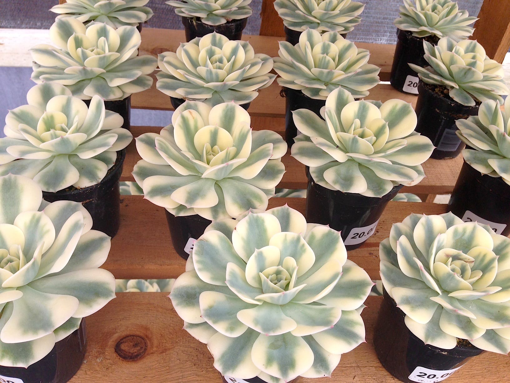 Echeveria Details, Photos & Varieties | Debra Lee Baldwin