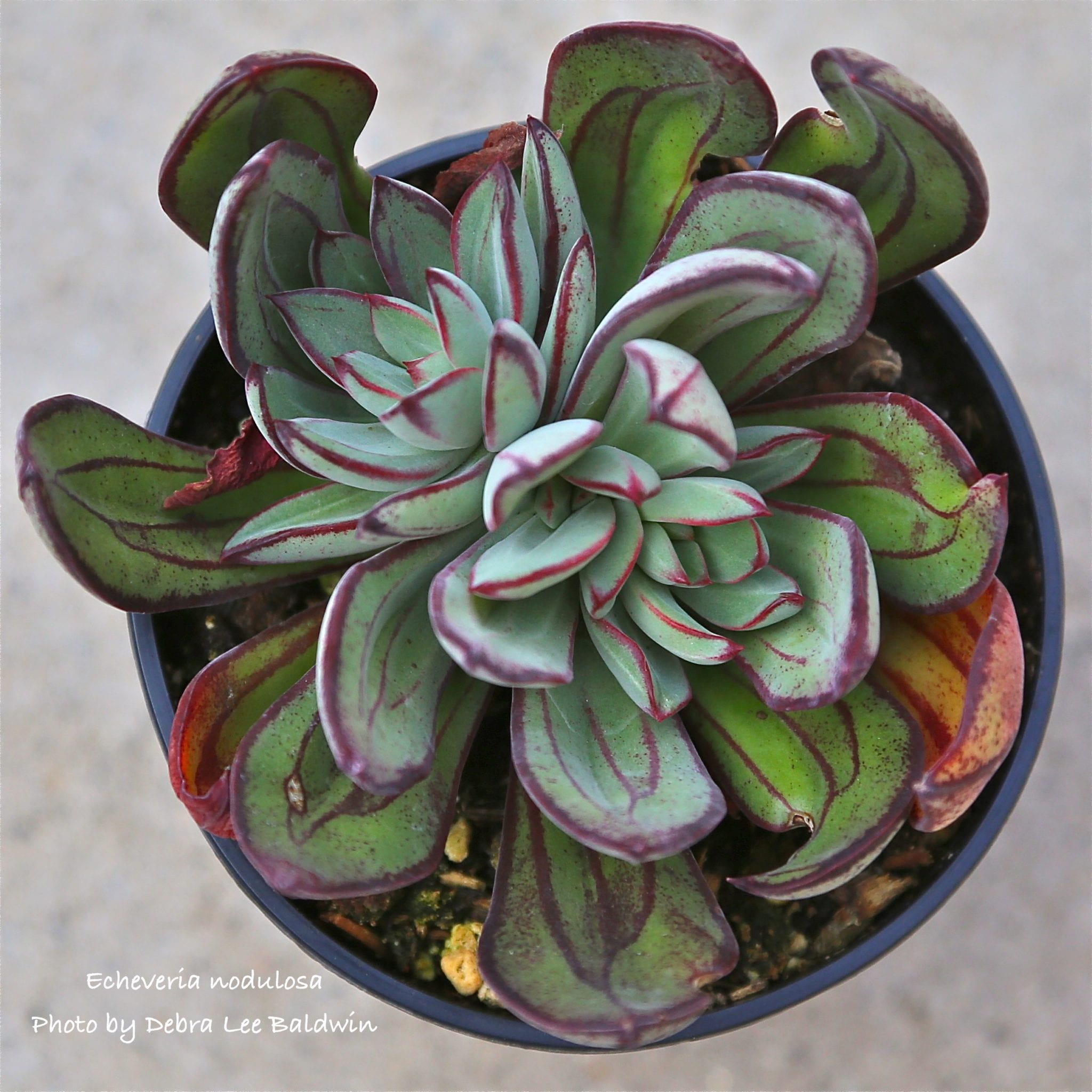 Echeveria Details, Photos & Varieties | Debra Lee Baldwin