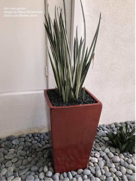 Showcase Succulents in Large Pots - Debra Lee Baldwin