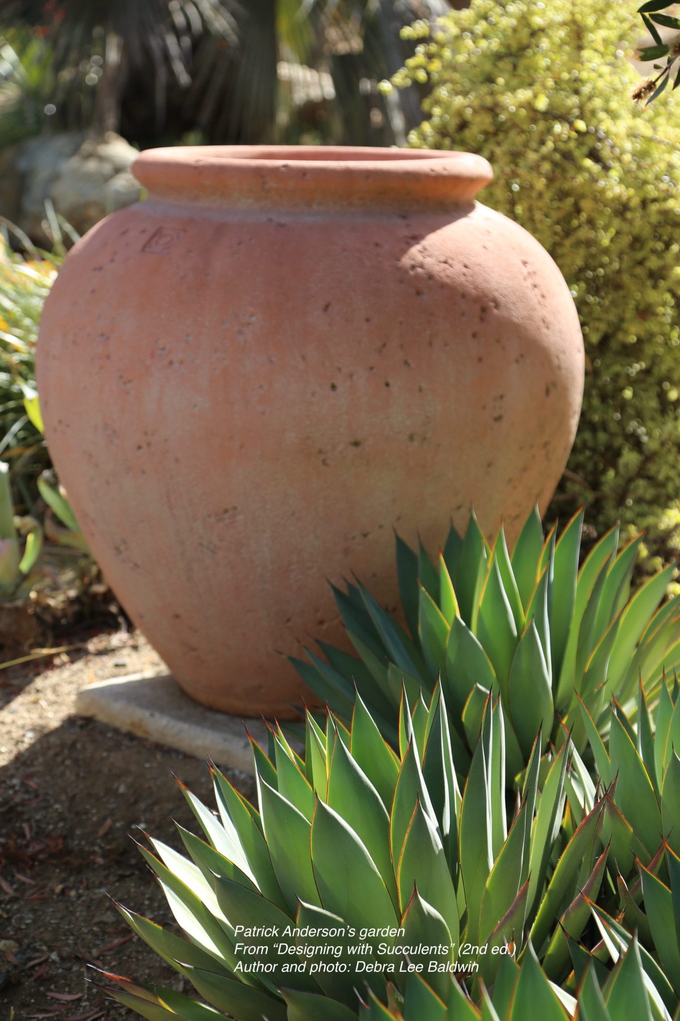 Showcase Succulents in Large Pots - Debra Lee Baldwin