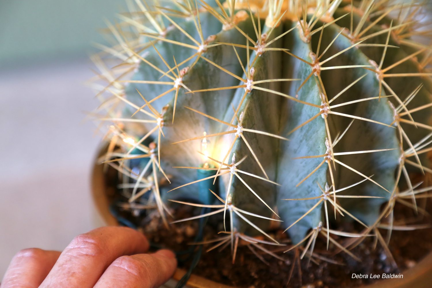 Decorate a Cactus with Holiday Lights, Step-by-Step - Debra Lee Baldwin