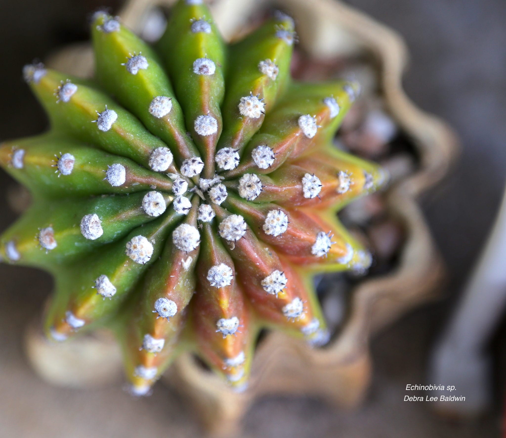 How Cactus Snowflakes Seduced Me - Debra Lee Baldwin