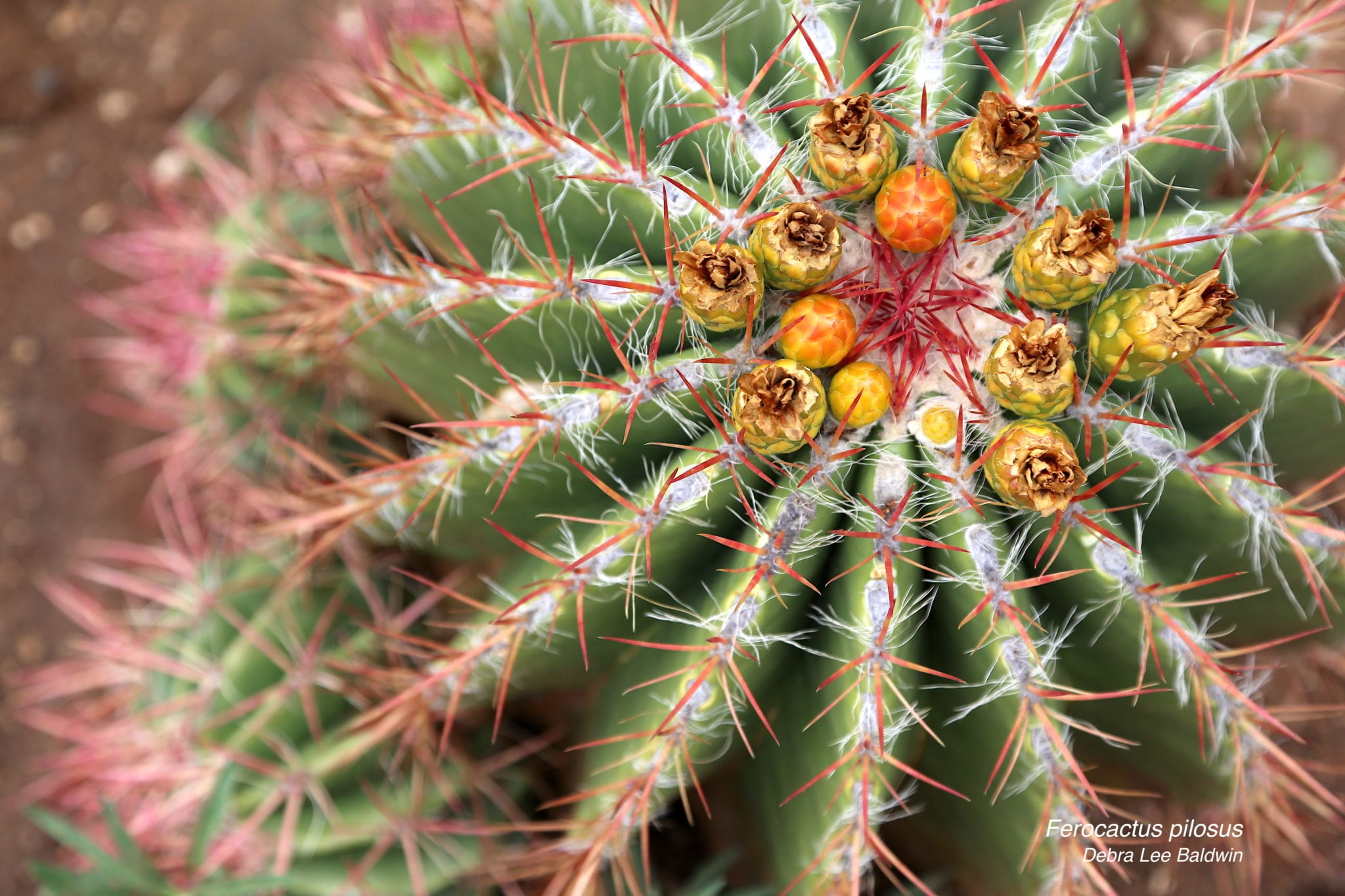 How Cactus Snowflakes Seduced Me - Debra Lee Baldwin