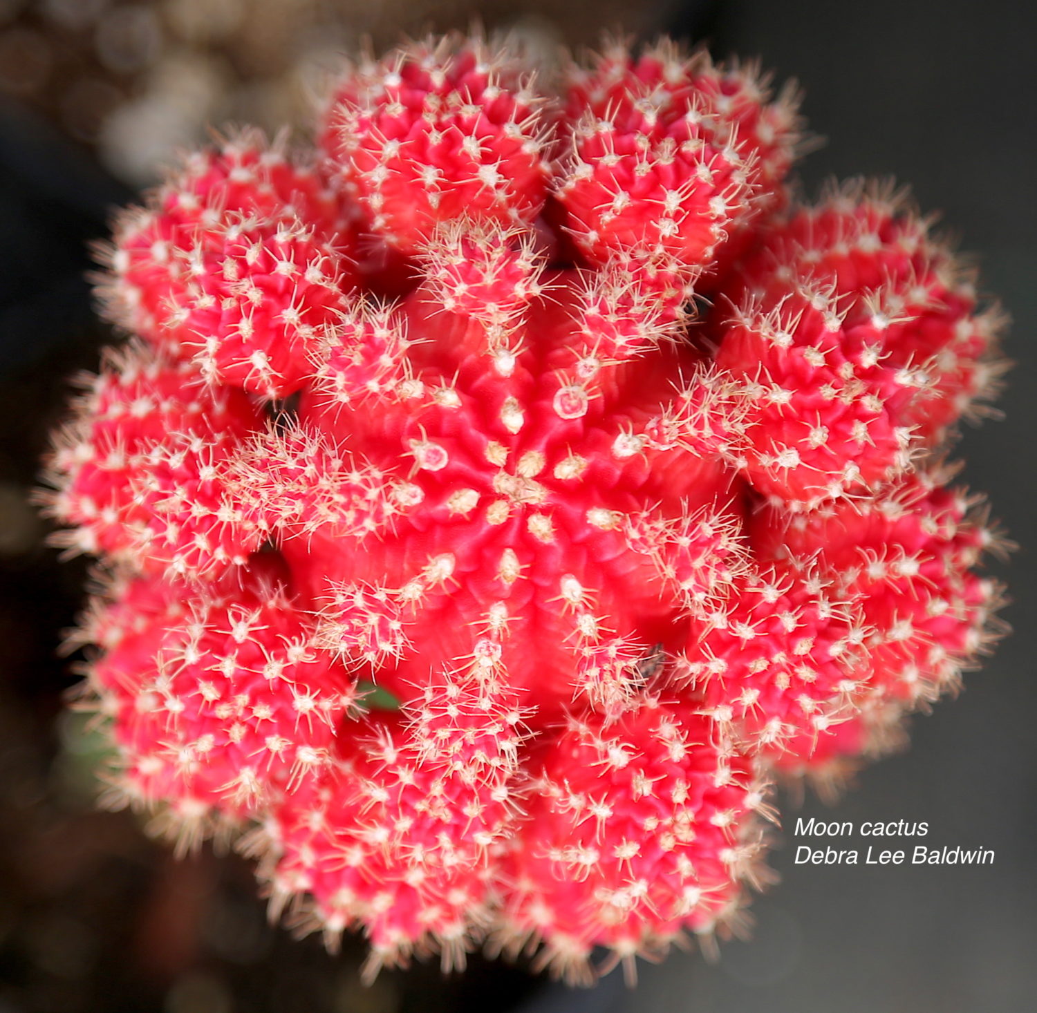 How Cactus Snowflakes Seduced Me - Debra Lee Baldwin