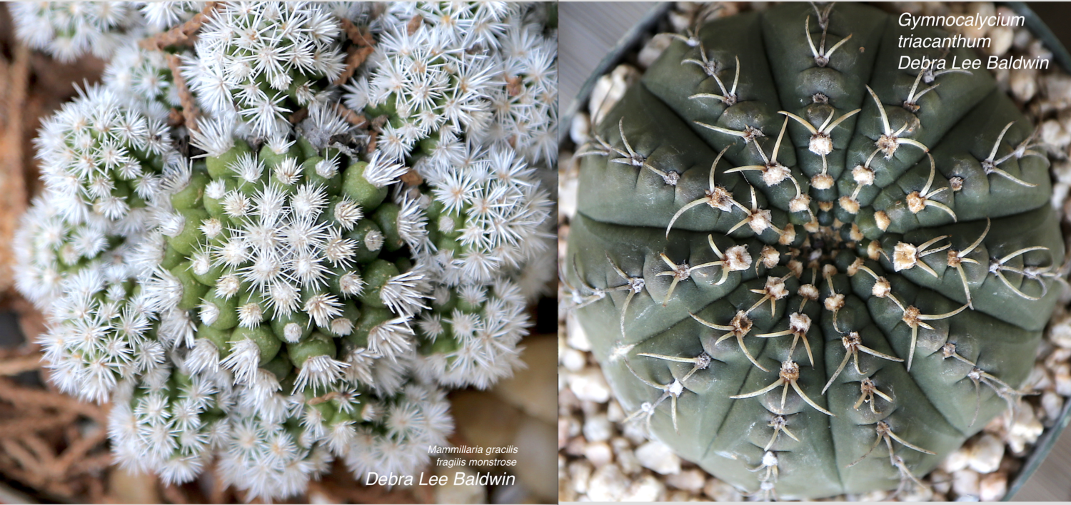 How Cactus Snowflakes Seduced Me - Debra Lee Baldwin