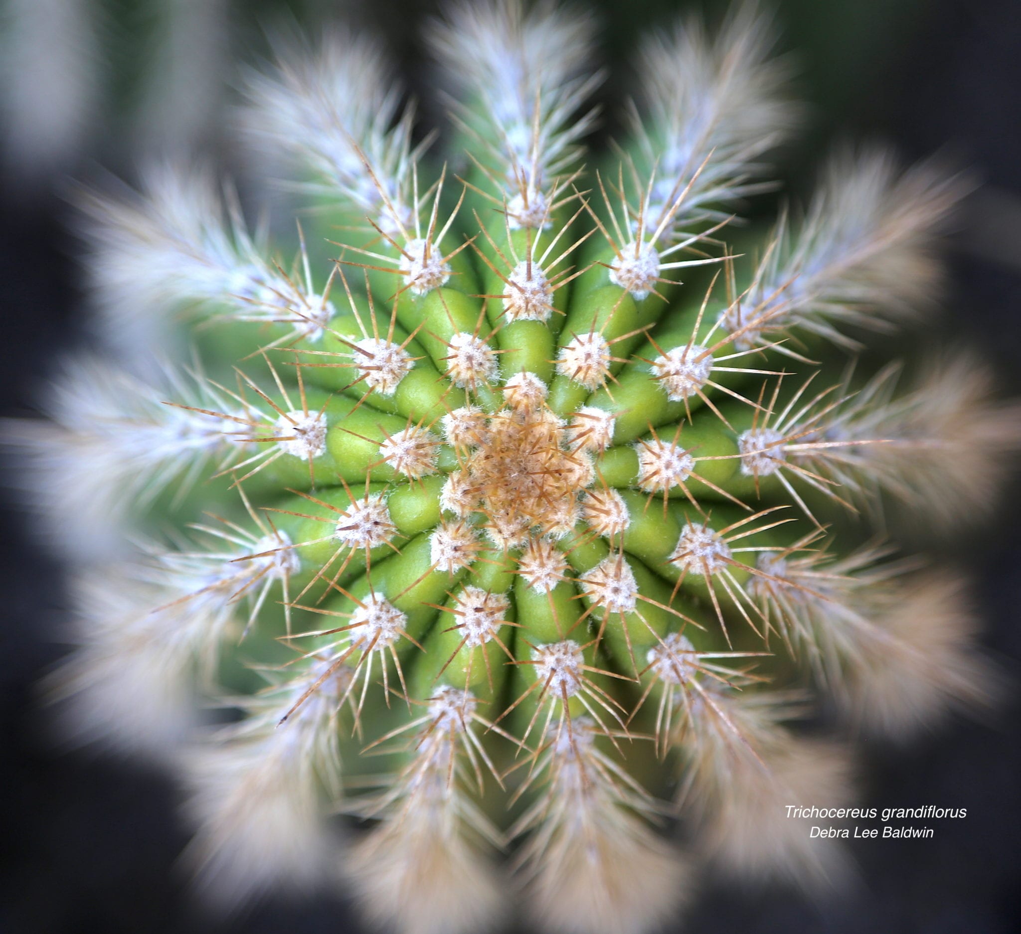 How Cactus Snowflakes Seduced Me - Debra Lee Baldwin