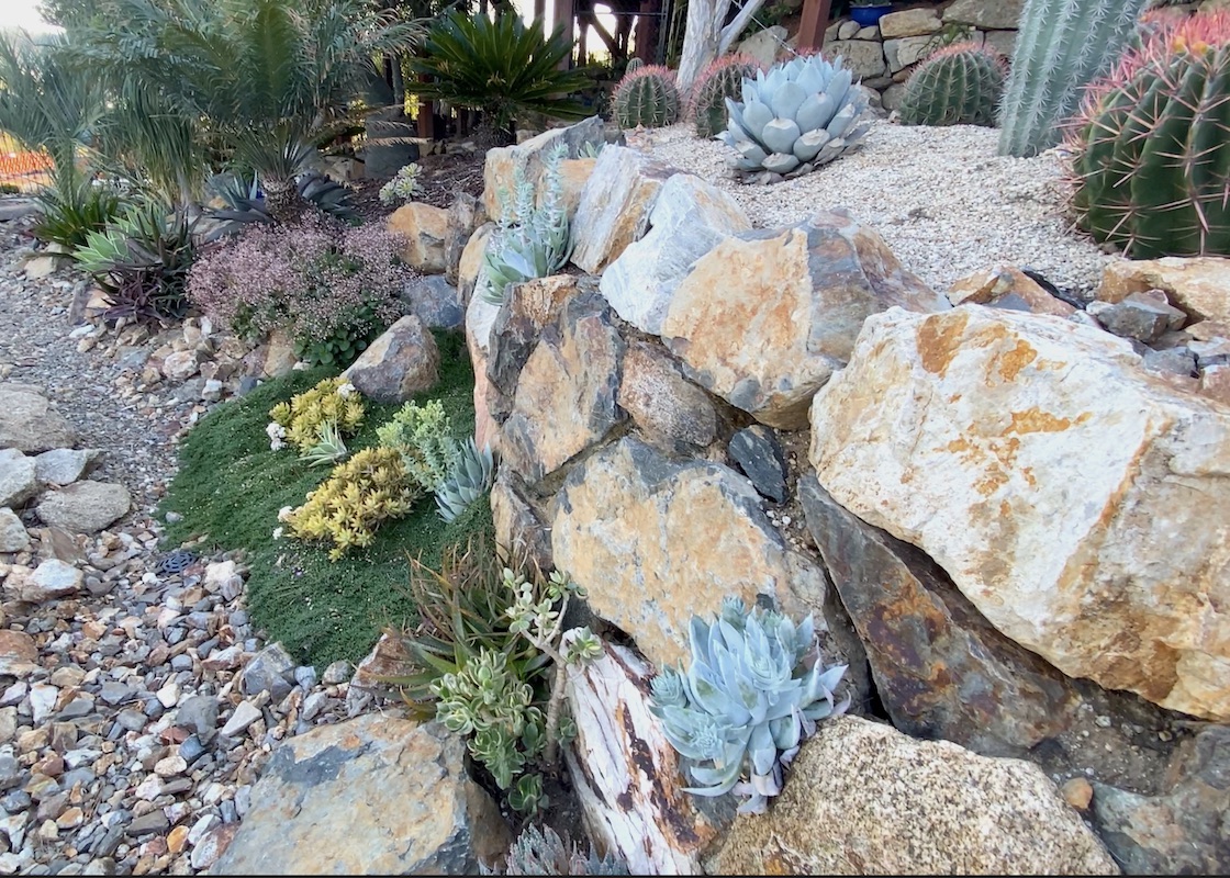 Succulent Slope Before & After - Debra Lee Baldwin
