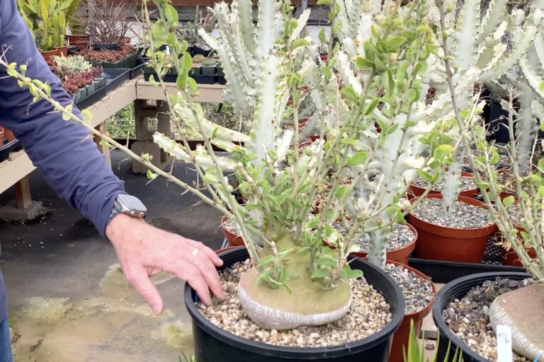 Visit Botanic Wonders & See Al Klein's Succulent Rarities - Debra Lee ...