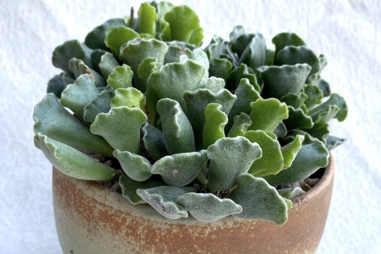 Shade Succulents: 80+ low-water plants for your garden's shady spots