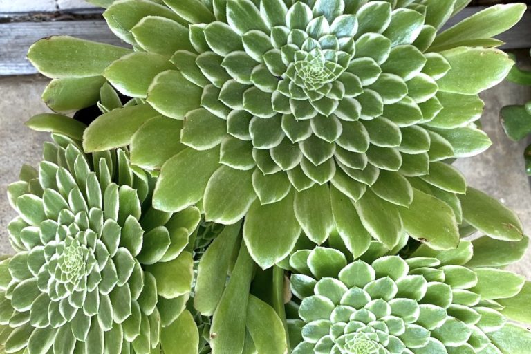 Shade Succulents: 80+ low-water plants for your garden's shady spots