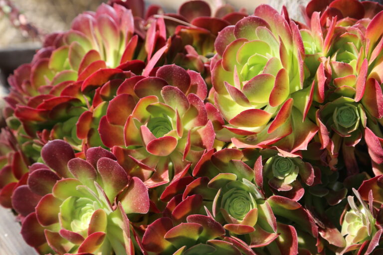 Red and Pink Aeoniums, Varieties and Care - Debra Lee Baldwin