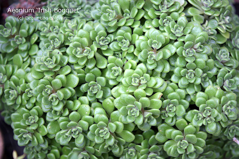 Shade Succulents: 80+ low-water plants for your garden's shady spots