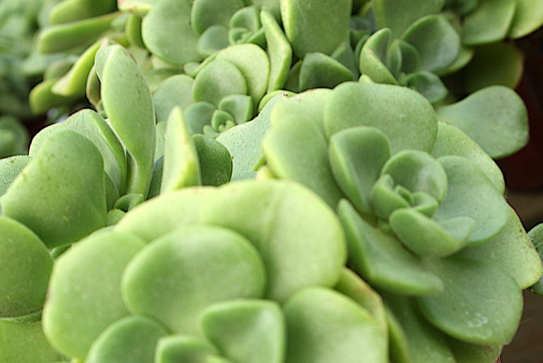 Shade Succulents: 80+ low-water plants for your garden's shady spots