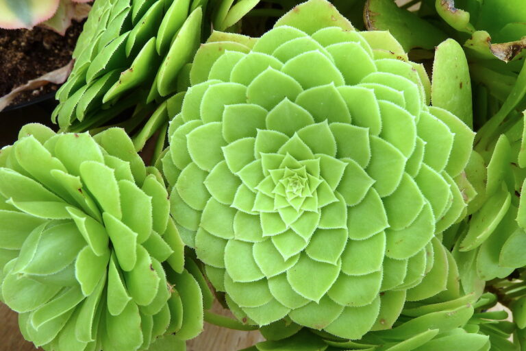 Succulents with Fibonacci Spirals