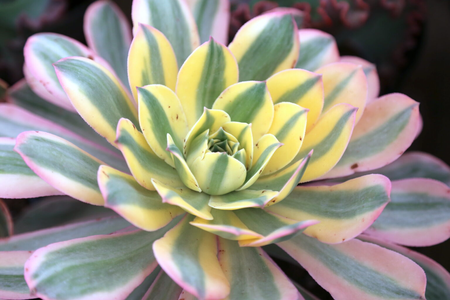 Red and Pink Aeoniums, Varieties and Care - Debra Lee Baldwin