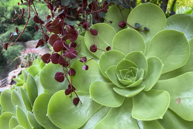 Create a "Flower" Bed with Rosette Succulents - Debra Lee Baldwin