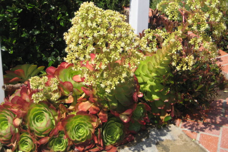 Aeonium Uses, Photos, IDs, Varieties | Debra Lee Baldwin, Succulent Pro