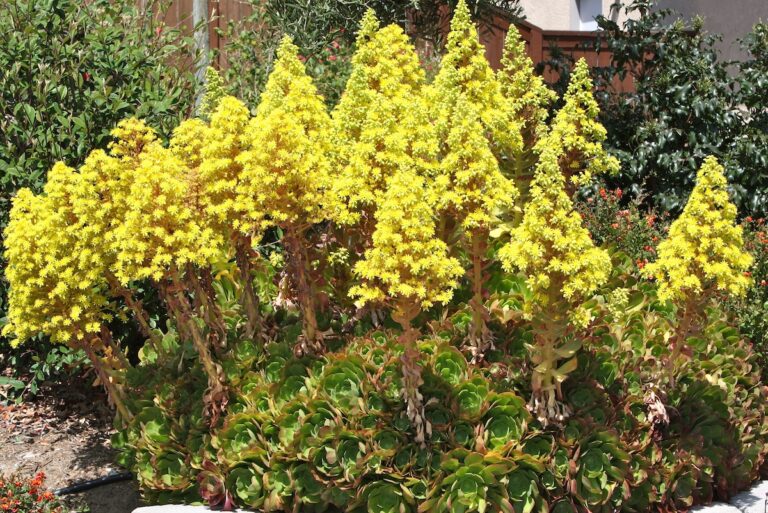 Should You Water Aeoniums in Summer? - Debra Lee Baldwin