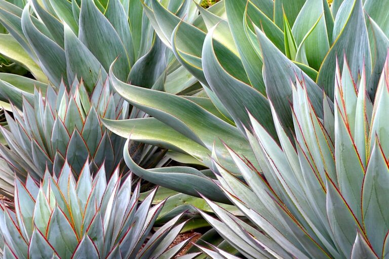 Agave attenuata (Foxtail Agave) Care & Cultivation - Debra Lee Baldwin