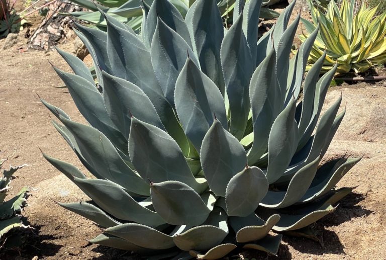 See Hidden Agave Nursery's Rare Agaves - Debra Lee Baldwin