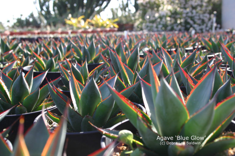 Agave Uses, Photos, IDs, Varieties | Debra Lee Baldwin, Succulent Expert